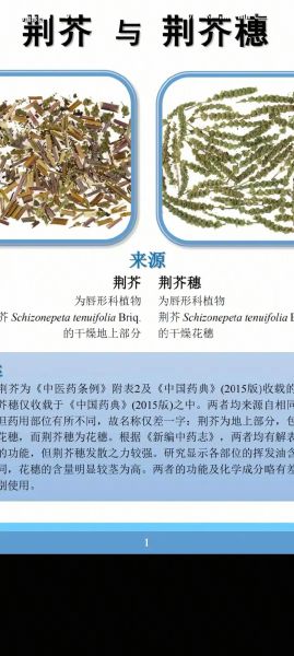 荆芥的功效与作用及禁忌症_荆芥怎么吃效果最好-第2张图片-山城妙识