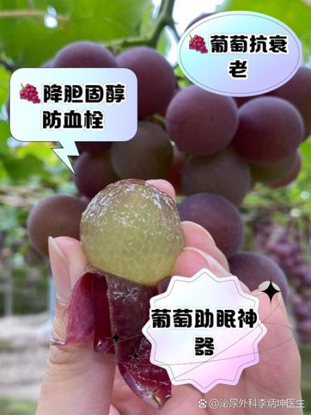 葡萄的功效与作用禁忌_哪些人不能吃葡萄-第1张图片-山城妙识 葡萄的功效与作用禁忌_哪些人不能吃葡萄-第1张图片-山城妙识