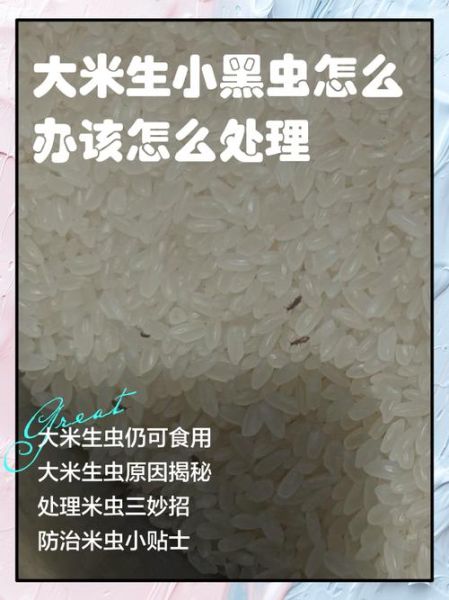 大米生虫子怎么办_大米生虫处理小诀窍视频-第1张图片-山城妙识 大米生虫子怎么办_大米生虫处理小诀窍视频-第1张图片-山城妙识
