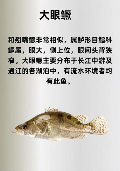 鲑鱼是什么鱼_桂鱼和鲑鱼哪个好-第2张图片-山城妙识 鲑鱼是什么鱼_桂鱼和鲑鱼哪个好-第2张图片-山城妙识