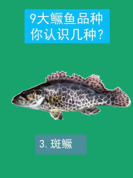 鲑鱼是什么鱼_桂鱼和鲑鱼哪个好-第3张图片-山城妙识 鲑鱼是什么鱼_桂鱼和鲑鱼哪个好-第3张图片-山城妙识