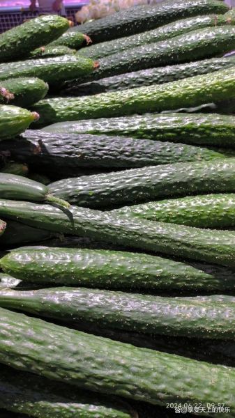 青瓜图片怎么拍好看_青瓜高清图去哪找-第2张图片-山城妙识 青瓜图片怎么拍好看_青瓜高清图去哪找-第2张图片-山城妙识