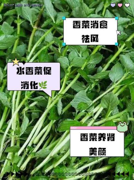 香菜壮阳吗_香菜对男性性功能的影响-第2张图片-山城妙识 香菜壮阳吗_香菜对男性性功能的影响-第2张图片-山城妙识