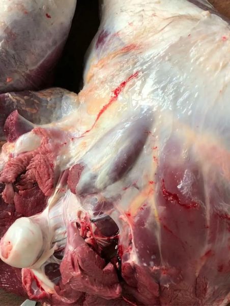 鸵鸟肉案真相_鸵鸟肉安全吗-第2张图片-山城妙识 鸵鸟肉案真相_鸵鸟肉安全吗-第2张图片-山城妙识