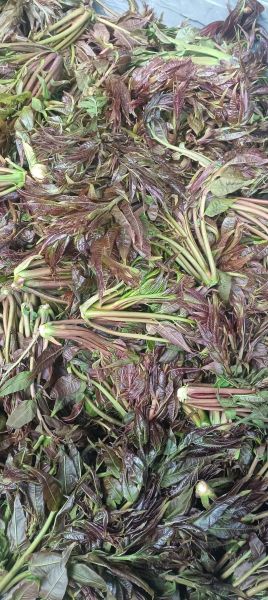 香椿怎么腌制_香椿咸菜的做法步骤-第2张图片-山城妙识 香椿怎么腌制_香椿咸菜的做法步骤-第2张图片-山城妙识