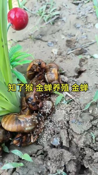 知了猴养殖技术_知了猴养殖赚钱吗-第3张图片-山城妙识 知了猴养殖技术_知了猴养殖赚钱吗-第3张图片-山城妙识