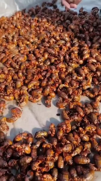 知了猴养殖技术_知了猴养殖赚钱吗-第1张图片-山城妙识 知了猴养殖技术_知了猴养殖赚钱吗-第1张图片-山城妙识