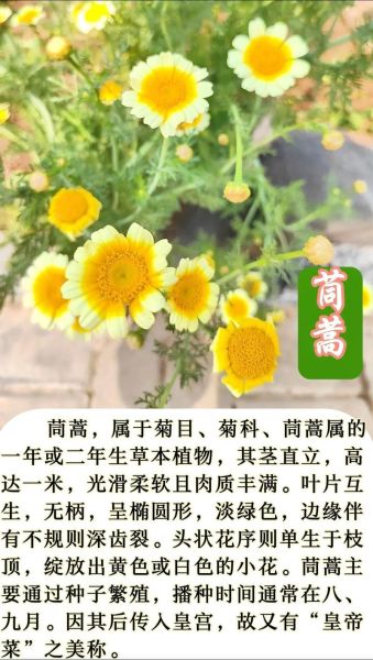 茼蒿致癌是真的吗_茼蒿功效与作用禁忌-第2张图片-山城妙识 茼蒿致癌是真的吗_茼蒿功效与作用禁忌-第2张图片-山城妙识