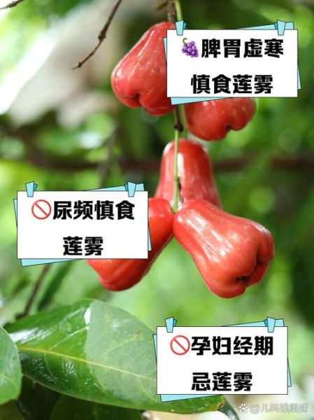 莲雾什么人不能吃_莲雾禁忌人群有哪些-第3张图片-山城妙识 莲雾什么人不能吃_莲雾禁忌人群有哪些-第3张图片-山城妙识