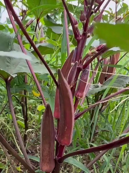 红秋葵能吃吗_红秋葵怎么吃才安全-第1张图片-山城妙识 红秋葵能吃吗_红秋葵怎么吃才安全-第1张图片-山城妙识