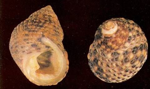 单齿螺是什么螺_单齿螺怎么做好吃-第3张图片-山城妙识 单齿螺是什么螺_单齿螺怎么做好吃-第3张图片-山城妙识