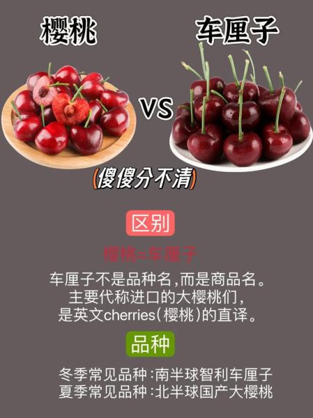 车厘子和樱桃有什么区别吗_车厘子与樱桃哪个更好吃-第1张图片-山城妙识 车厘子和樱桃有什么区别吗_车厘子与樱桃哪个更好吃-第1张图片-山城妙识