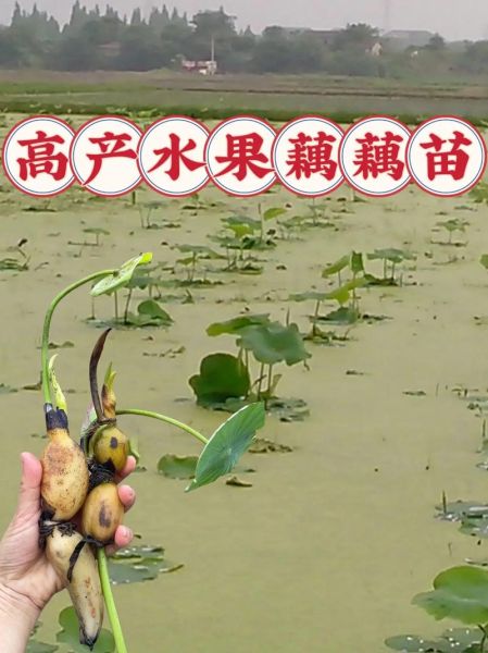 莲藕种植技术图解_如何种出高产莲藕-第3张图片-山城妙识 莲藕种植技术图解_如何种出高产莲藕-第3张图片-山城妙识