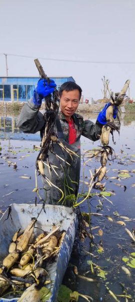 莲藕种植技术图解_如何种出高产莲藕-第2张图片-山城妙识 莲藕种植技术图解_如何种出高产莲藕-第2张图片-山城妙识