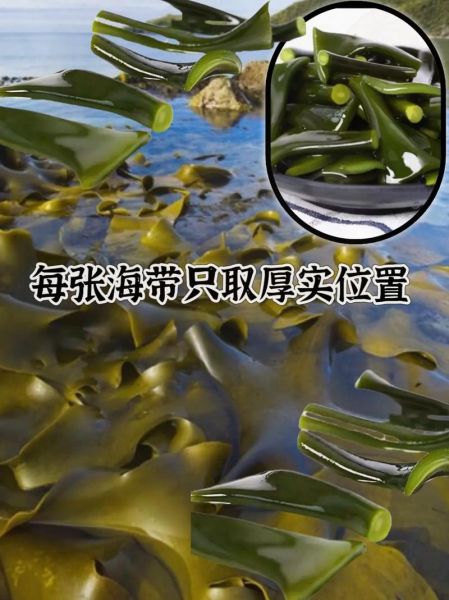 海带根的功效与作用_海带根怎么吃最营养-第2张图片-山城妙识 海带根的功效与作用_海带根怎么吃最营养-第2张图片-山城妙识