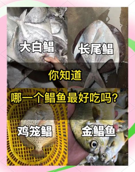 鲳鱼品种有哪些_哪种鲳鱼最好吃-第1张图片-山城妙识 鲳鱼品种有哪些_哪种鲳鱼最好吃-第1张图片-山城妙识