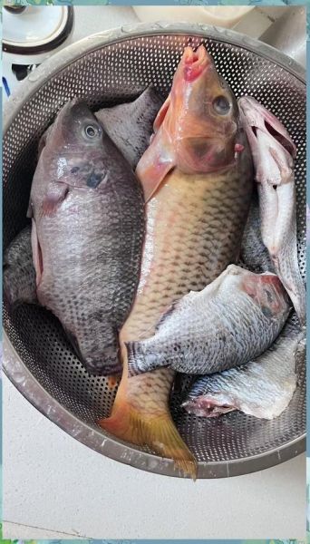 豆豉鱼罐头危害有哪些_孕妇能吃豆豉鱼罐头吗-第2张图片-山城妙识 豆豉鱼罐头危害有哪些_孕妇能吃豆豉鱼罐头吗-第2张图片-山城妙识