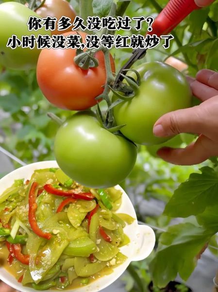 青西红柿怎么炒不苦_青西红柿炒蛋做法-第3张图片-山城妙识 青西红柿怎么炒不苦_青西红柿炒蛋做法-第3张图片-山城妙识