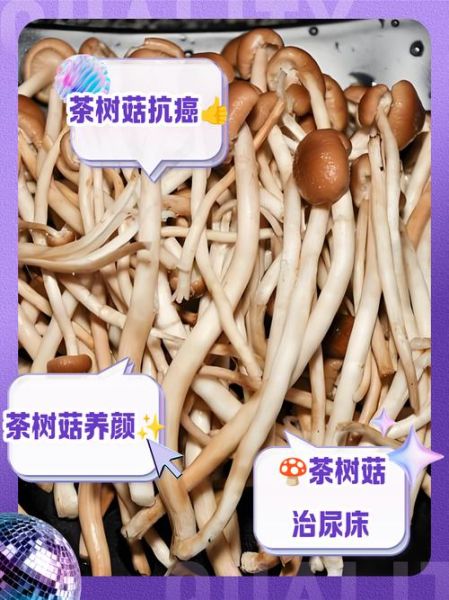 茶树菇怎么挑选_茶树菇的营养价值-第1张图片-山城妙识 茶树菇怎么挑选_茶树菇的营养价值-第1张图片-山城妙识