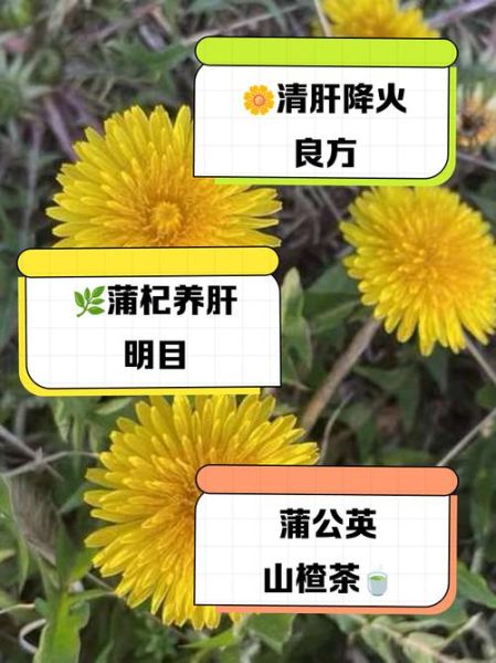 蒲公英最佳绝配是什么_蒲公英和什么搭配效果最好-第1张图片-山城妙识 蒲公英最佳绝配是什么_蒲公英和什么搭配效果最好-第1张图片-山城妙识