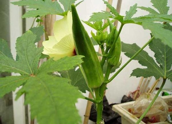 黄秋葵根的功效与作用_黄秋葵根怎么泡水喝-第2张图片-山城妙识 黄秋葵根的功效与作用_黄秋葵根怎么泡水喝-第2张图片-山城妙识