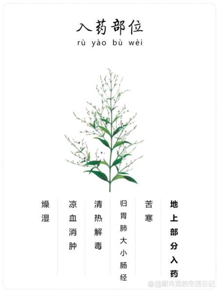 穿心莲的功效与作用有哪些_穿心莲的禁忌症是什么-第3张图片-山城妙识 穿心莲的功效与作用有哪些_穿心莲的禁忌症是什么-第3张图片-山城妙识