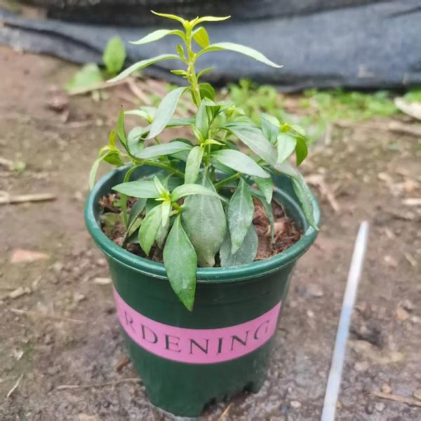 穿心莲的功效与作用有哪些_穿心莲的禁忌症是什么-第2张图片-山城妙识 穿心莲的功效与作用有哪些_穿心莲的禁忌症是什么-第2张图片-山城妙识