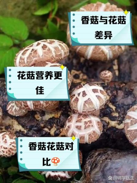 冬菇和香菇的区别_冬菇是香菇吗-第2张图片-山城妙识 冬菇和香菇的区别_冬菇是香菇吗-第2张图片-山城妙识
