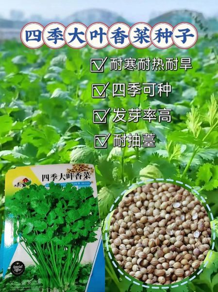 香菜怎么种_香菜种植方法视频-第3张图片-山城妙识 香菜怎么种_香菜种植方法视频-第3张图片-山城妙识