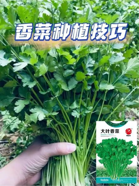 香菜怎么种_香菜种植方法视频-第1张图片-山城妙识 香菜怎么种_香菜种植方法视频-第1张图片-山城妙识