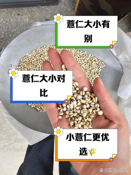 薏仁和薏米一样吗_区别与功效-第1张图片-山城妙识 薏仁和薏米一样吗_区别与功效-第1张图片-山城妙识