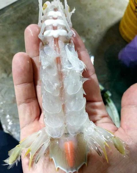 虾姑什么时候最肥_虾姑怎么挑才满膏-第2张图片-山城妙识