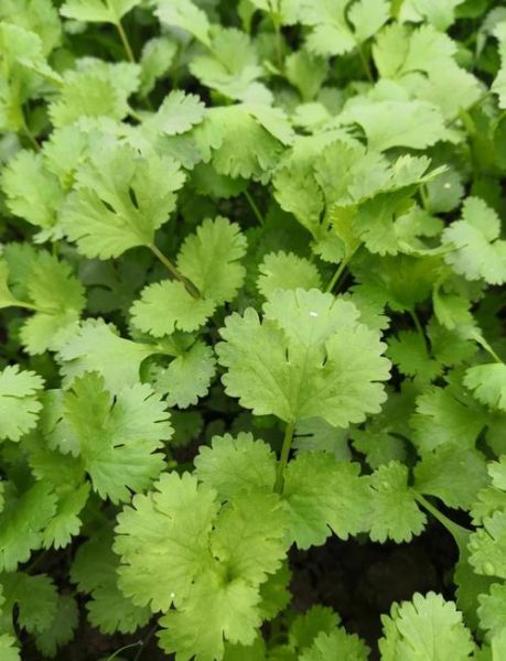 芫茜是什么_芫茜和香菜的区别-第1张图片-山城妙识