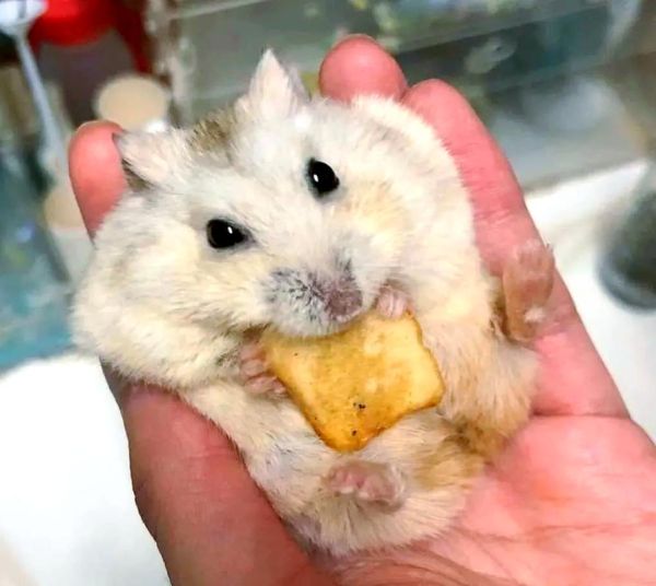 布丁鼠吃什么_布丁鼠能吃什么蔬菜水果-第2张图片-山城妙识
