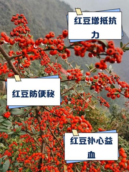 红豆的功效与作用_红豆的禁忌人群有哪些-第1张图片-山城妙识