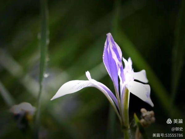 马兰花寓意是什么_马兰花为什么不怕风雨-第3张图片-山城妙识 马兰花寓意是什么_马兰花为什么不怕风雨-第3张图片-山城妙识