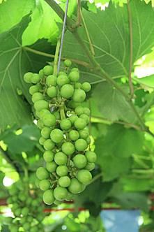 白葡萄的功效与作用_白葡萄和青葡萄的区别-第3张图片-山城妙识 白葡萄的功效与作用_白葡萄和青葡萄的区别-第3张图片-山城妙识