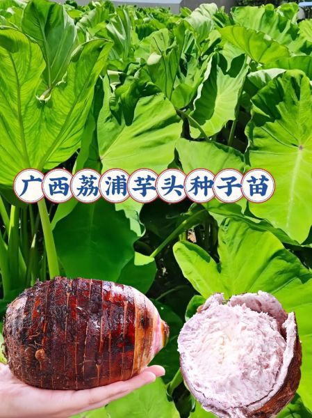 荔浦芋头什么时候成熟_荔浦芋头几月份上市-第3张图片-山城妙识 荔浦芋头什么时候成熟_荔浦芋头几月份上市-第3张图片-山城妙识