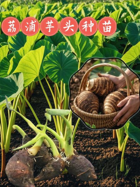 荔浦芋头什么时候成熟_荔浦芋头几月份上市-第1张图片-山城妙识 荔浦芋头什么时候成熟_荔浦芋头几月份上市-第1张图片-山城妙识