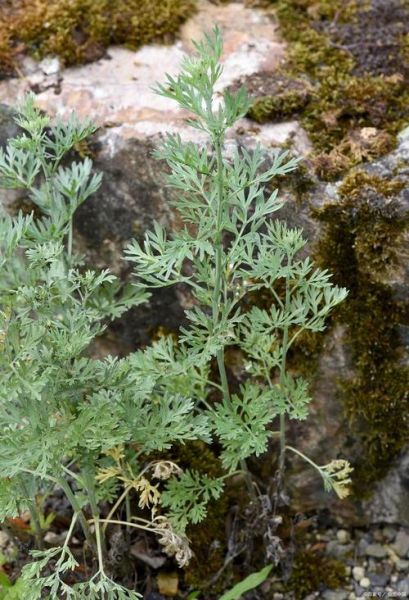 独活图片长什么样_独活与羌活区别-第2张图片-山城妙识 独活图片长什么样_独活与羌活区别-第2张图片-山城妙识