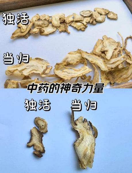 独活图片长什么样_独活与羌活区别-第1张图片-山城妙识 独活图片长什么样_独活与羌活区别-第1张图片-山城妙识