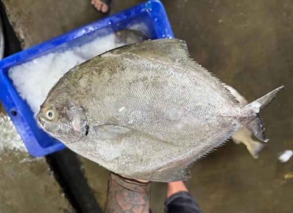 黑鲳鱼和白鲳鱼的区别_哪个更好吃-第3张图片-山城妙识 黑鲳鱼和白鲳鱼的区别_哪个更好吃-第3张图片-山城妙识