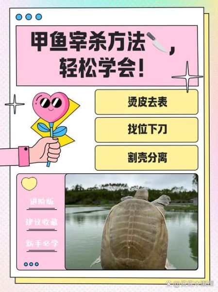 甲鱼怎么杀法图解_甲鱼宰杀步骤-第2张图片-山城妙识 甲鱼怎么杀法图解_甲鱼宰杀步骤-第2张图片-山城妙识