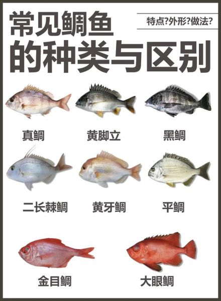 鲷鱼的营养价值_鲷鱼的功效与作用-第2张图片-山城妙识