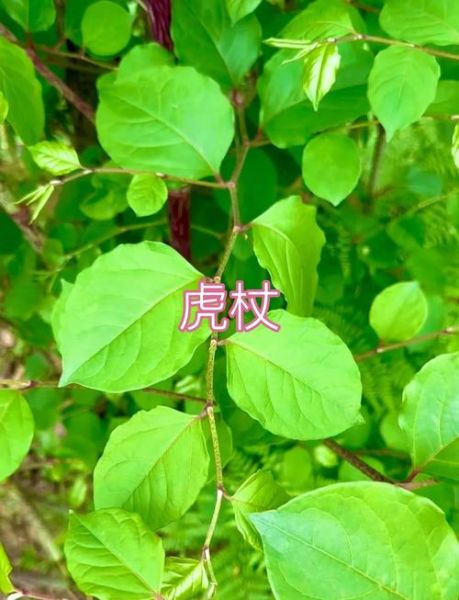 虎杖图片长什么样_虎杖的功效与作用有哪些-第1张图片-山城妙识