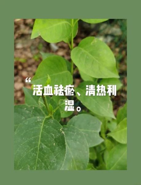 虎杖图片长什么样_虎杖的功效与作用有哪些-第3张图片-山城妙识