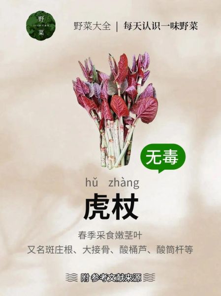 虎杖图片长什么样_虎杖的功效与作用有哪些-第2张图片-山城妙识