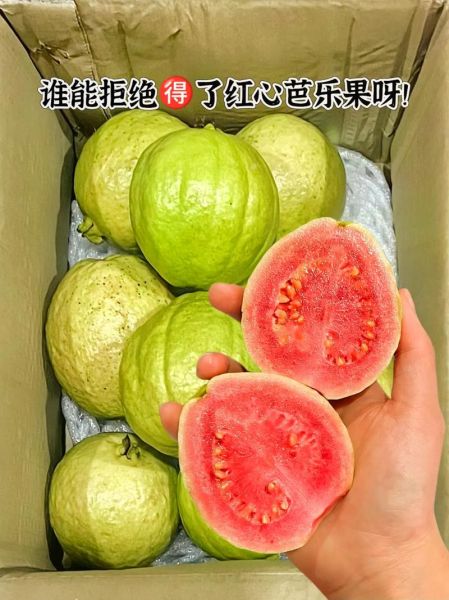 红心芭乐的功效与作用_红心芭乐禁忌有哪些-第3张图片-山城妙识