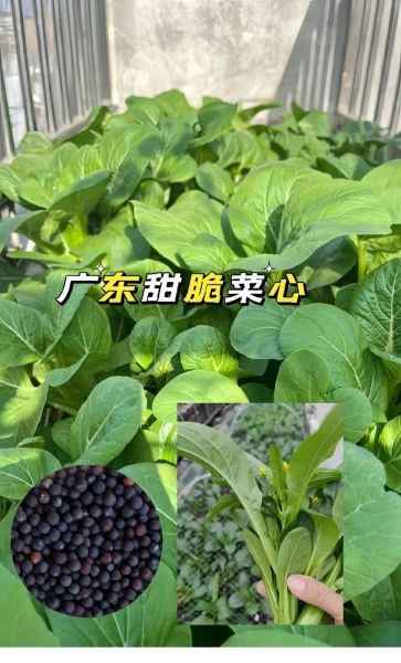 广东菜心什么时候种最好_广东菜心怎么种高产-第1张图片-山城妙识 广东菜心什么时候种最好_广东菜心怎么种高产-第1张图片-山城妙识