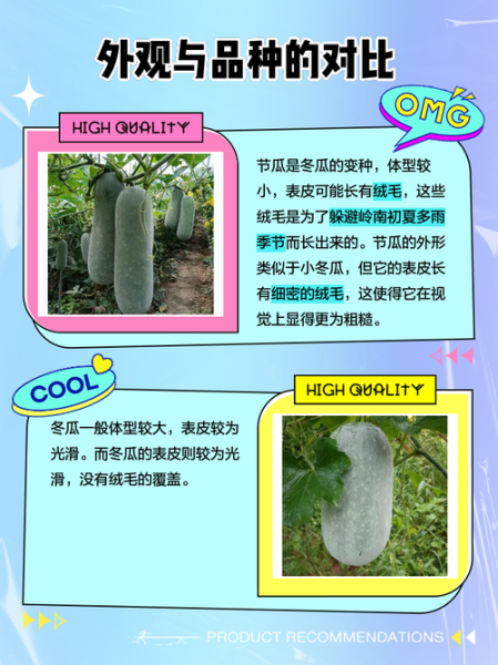 青节瓜图片_青节瓜和丝瓜区别-第3张图片-山城妙识 青节瓜图片_青节瓜和丝瓜区别-第3张图片-山城妙识